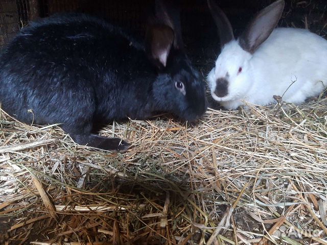 Кролики и нутрии