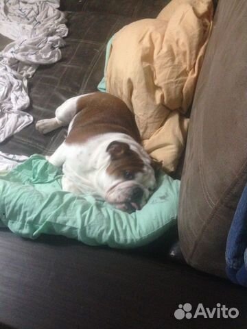 Английский бульдог