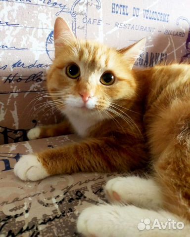 Отдам в добрые руки