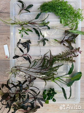 Буцефаландры, анубиасы и т.д