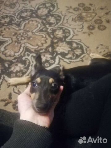 Собака в добрые руки отдам бесплатно