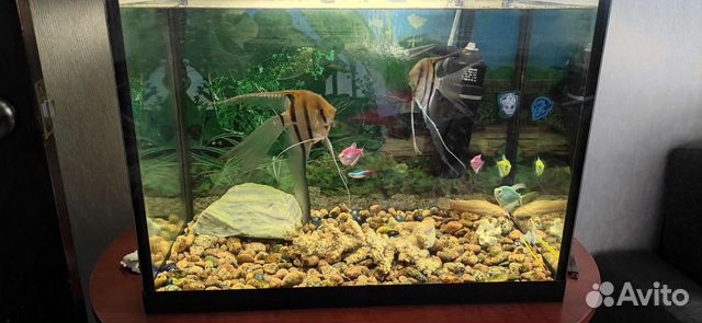 Аквариум с рыбками бесплатно