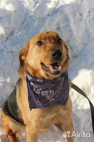 Собака из приюта Баффи в дар