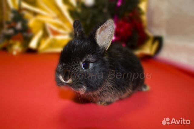 Карликовый крольчонок черный оттер, девочка