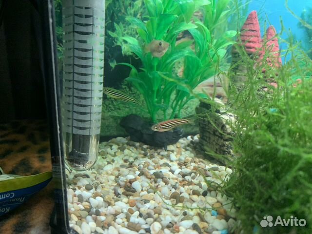 Рыбки Данио бесплатно в добрые руки