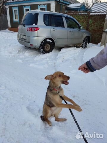 Ищет дом щенок подросток Ириска