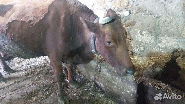 Корова с бычком