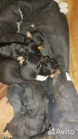 Щенки московского дракона