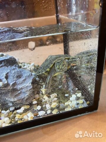 Отдам даром черепаху