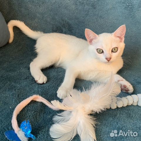 Бурмилла котята