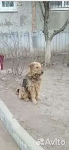 Эрдельтерьер ищем хозяев, передержку