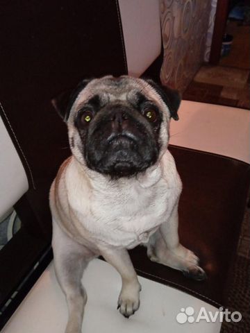 Отдам мопса девочку в хорошие руки