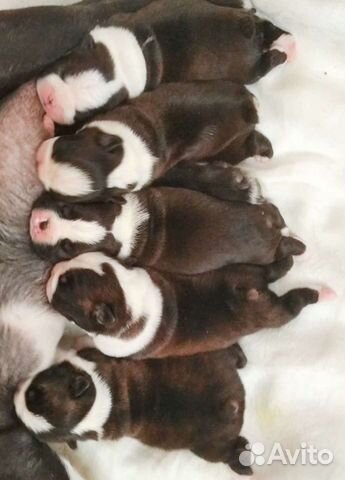 Бостончики