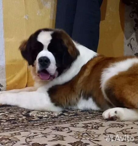 Щенки сенбернара