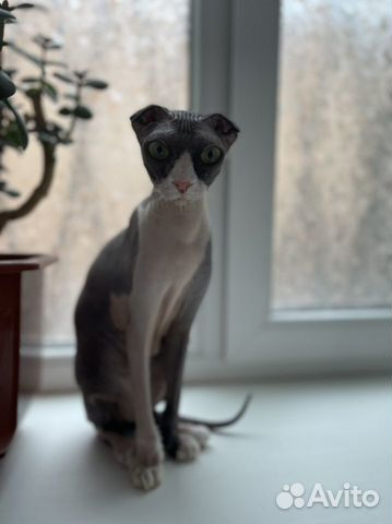 Сфинкс ищет Жениха