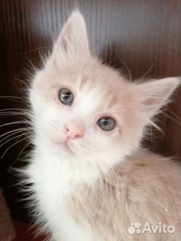 Малышка Пуша