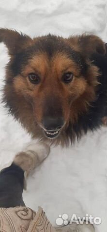 Собака-охранник дома и просто друг