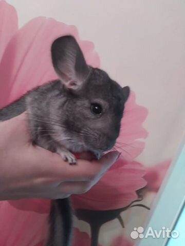 Котята шиншилла