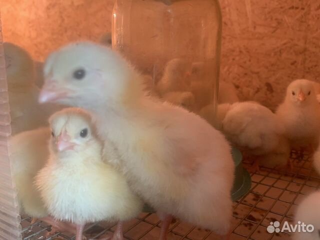 Цыпленок бройлера