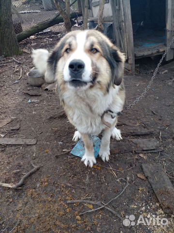 Огромный охранник