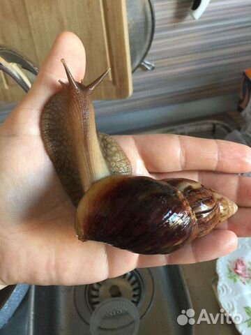 Улитка ахатинка