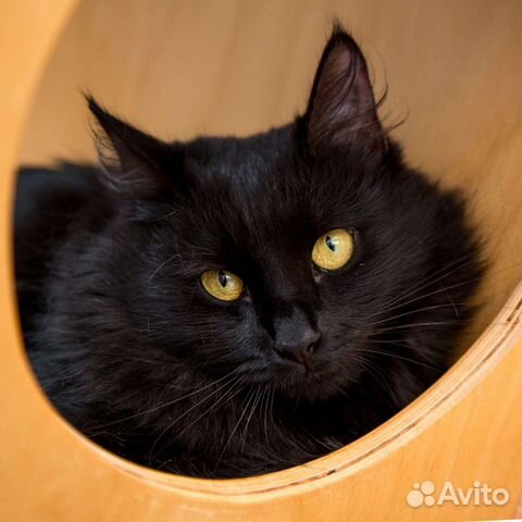 Чёрная девочка Дафна. Глаза-янтари