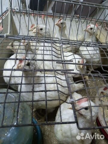 Цыплята (петушки, 4 недели)