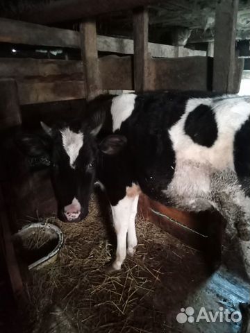 Тёлка и тёлочкв