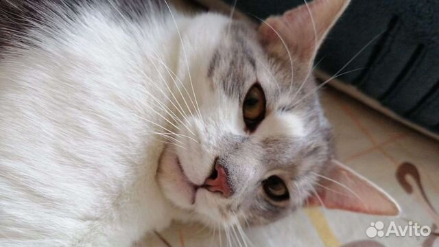 Кошка в дар