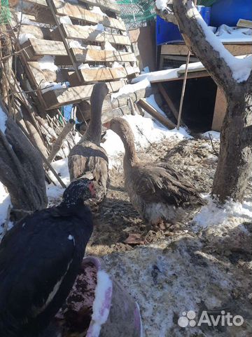 Большой серый гусь