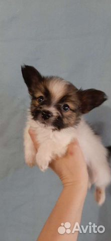 Щенки папийона