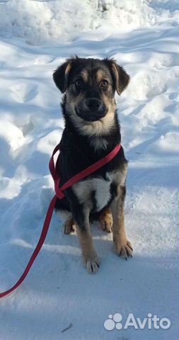 Бакс ищет дом