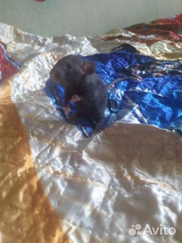 Ручной крысенок - девочка чёрный дым