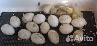 Инкубационное яйцо индюшек индюки индюшата