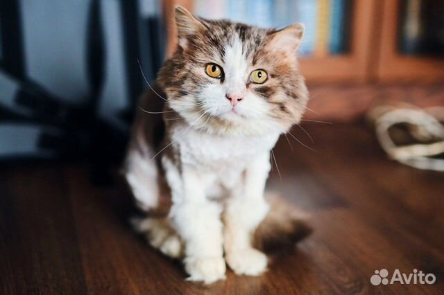 Добрейший кот Пушик
