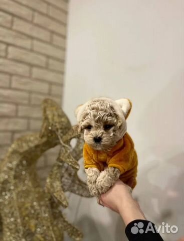 Милашка мальтипу