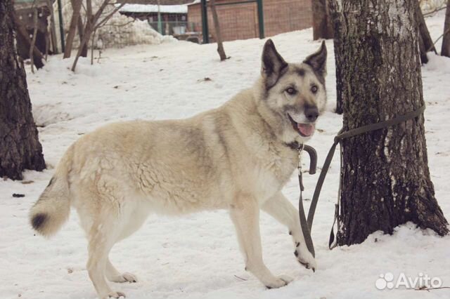 Взрослая собака Вика ищет дом