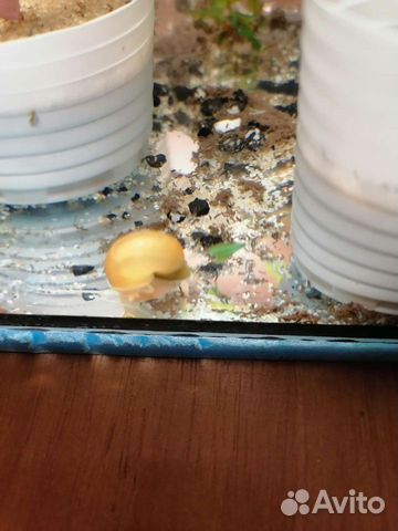 Улитки аквариумные