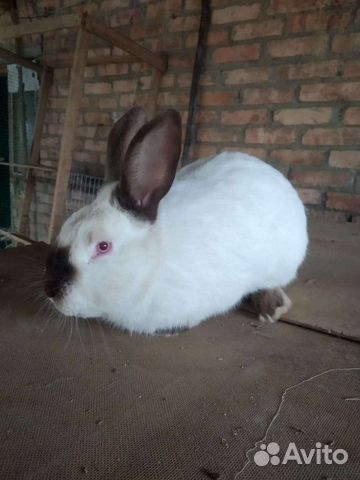 Кролик на племя
