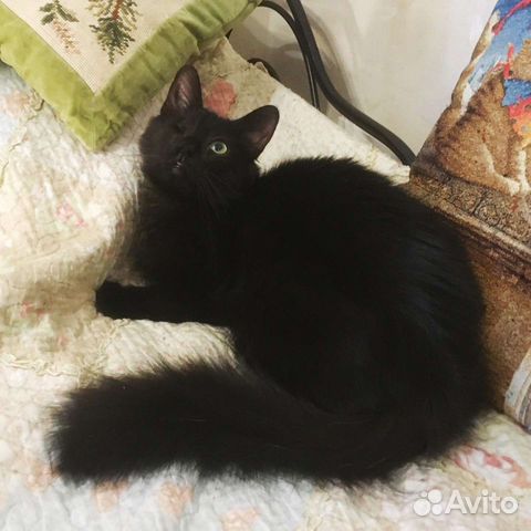 Кошечка,с пушистыми хвостом