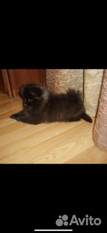 Померанский щпиц