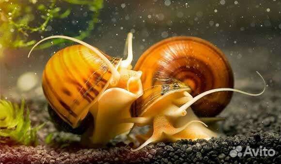 Улитки аквариумные-ампулярии