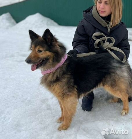 Собака Ежевика хочет домой