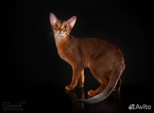 Абиссинская Кошка в новый дом