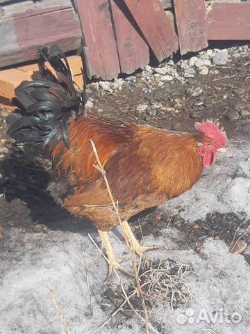Породистые петухи