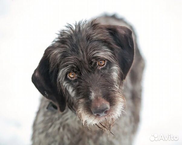 Собака дратхаар бесплатно