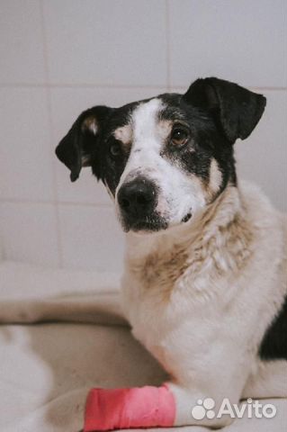 Очаровательный Жорик в самые добрые руки