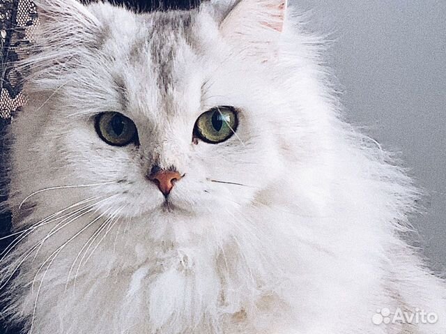 Персидская кошечка