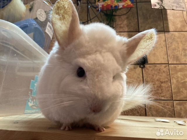 Шиншиллы с витриной