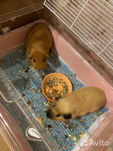 Морские свинки